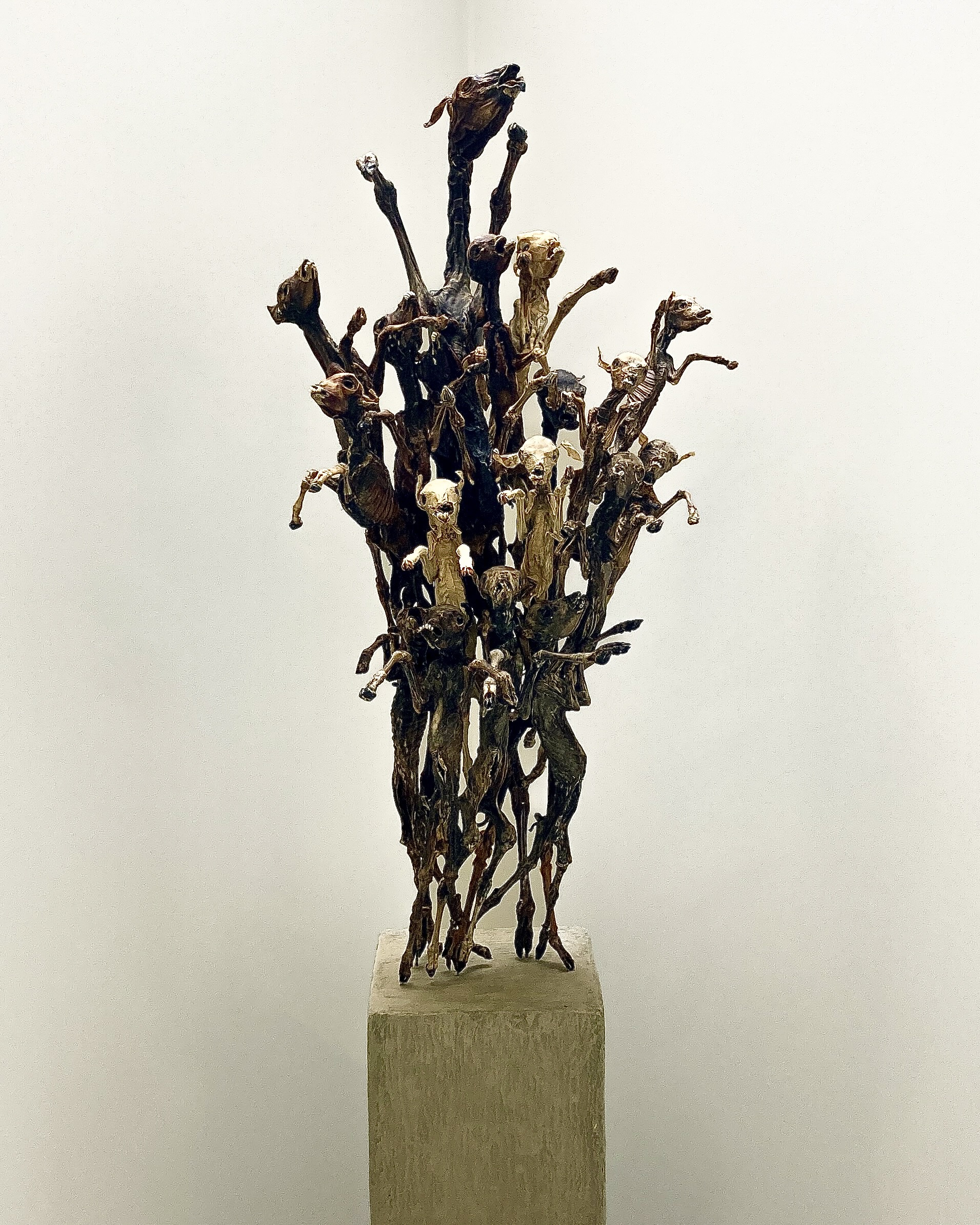 Mummified Lambs & Alpacas